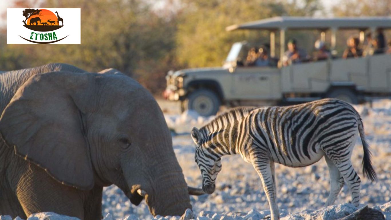 Etosha National Park: A Namibian Safari Paradise in May - MICEafrica.org